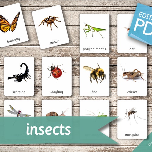 INSECTS 22 Editable Montessori Cards Flash Cards - Etsy