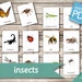 INSECTS 22 Editable Montessori Cards Flash Cards Nomenclature ...