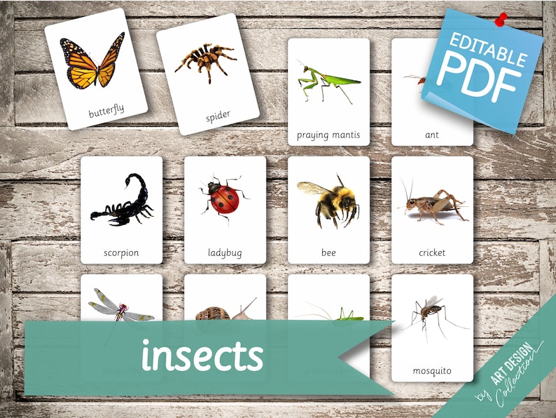 INSECTS 22 Editable Montessori Cards Flash Cards - Etsy