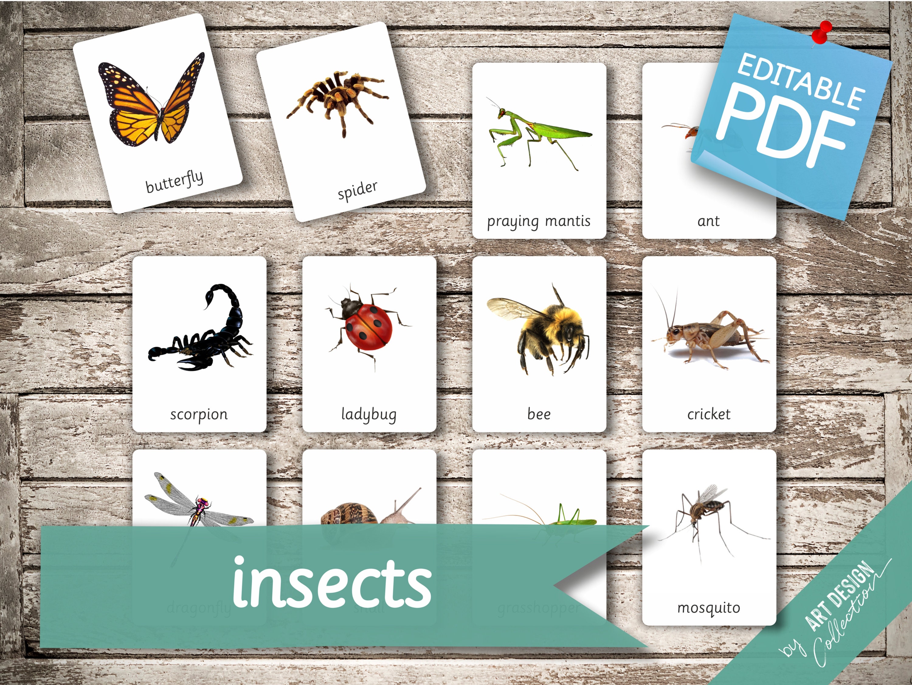 INSECTS 22 Editable Montessori Cards Flash Cards - Etsy
