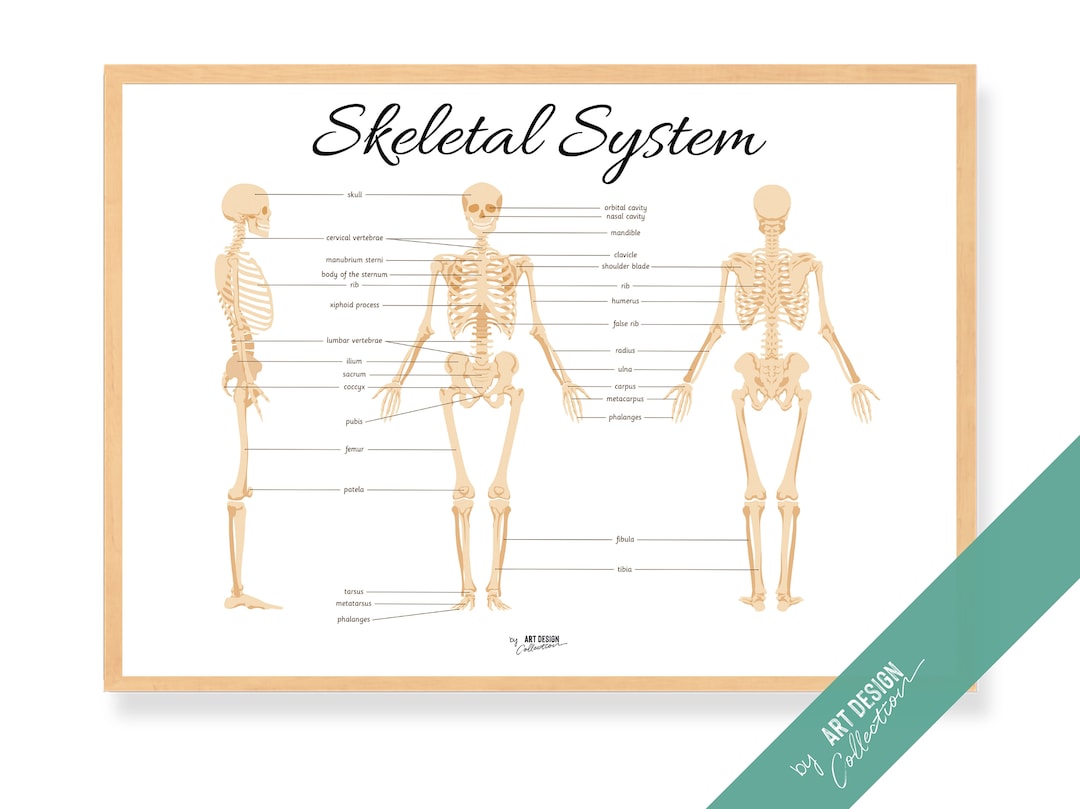 SKELETAL SYSTEM • Montessori Poster • Montessori Educational ...