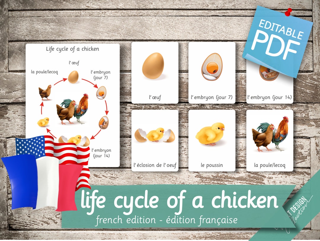 LIFE CYCLE of a CHICKEN French Edition • 7 French and 7 English ...