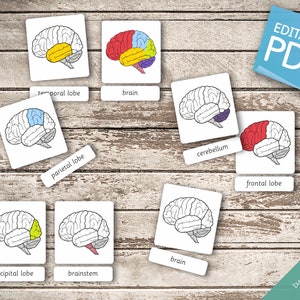 HUMAN BRAIN (brain Parts - Brain Functions) • 32 Editable Montessori ...