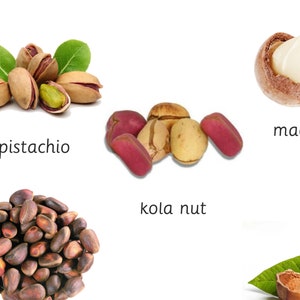 NUTS POSTER • Montessori Poster • Montessori Educational Homeschooling ...
