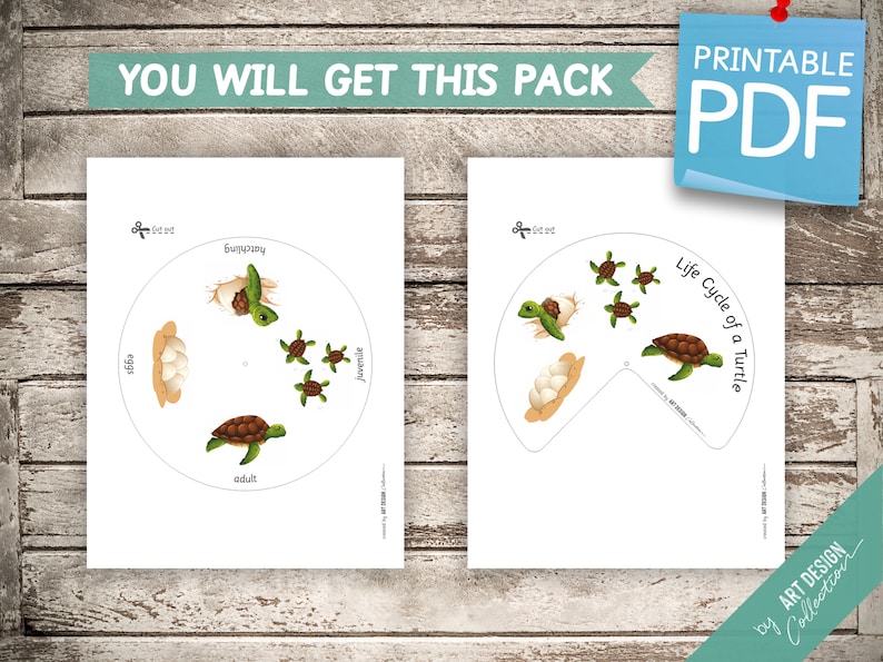 LIFE CYCLE of a TURTLE Wheel • Montessori Busy Book Activity ...