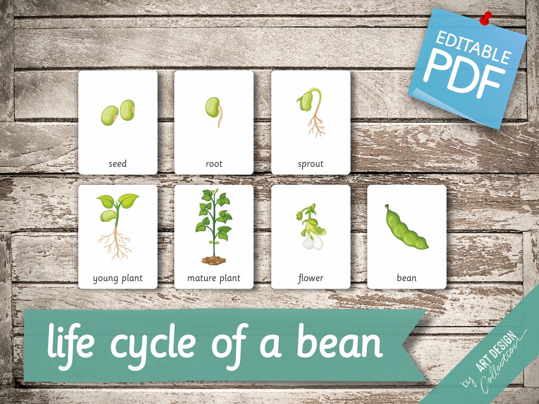 LIFE CYCLE of a BEAN • 8 Editable Montessori Cards • Flash Cards ...