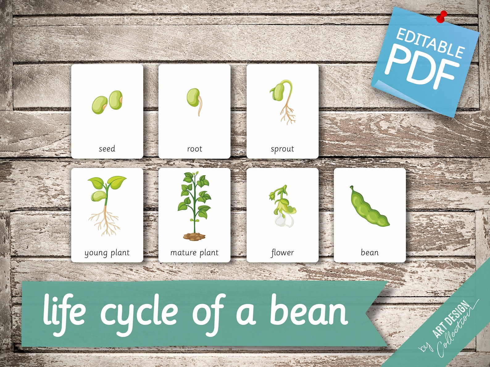 LIFE CYCLE of a BEAN 8 Editable Montessori Cards Flash - Etsy UK
