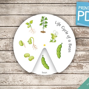 LIFE CYCLE of a BEAN Wheel Montessori Busy Book Activity Nomenclature ...
