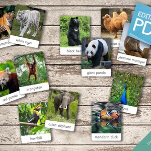 ASIA ANIMALS • 32 Editable Montessori Cards • Flash Cards Nomenclature ...