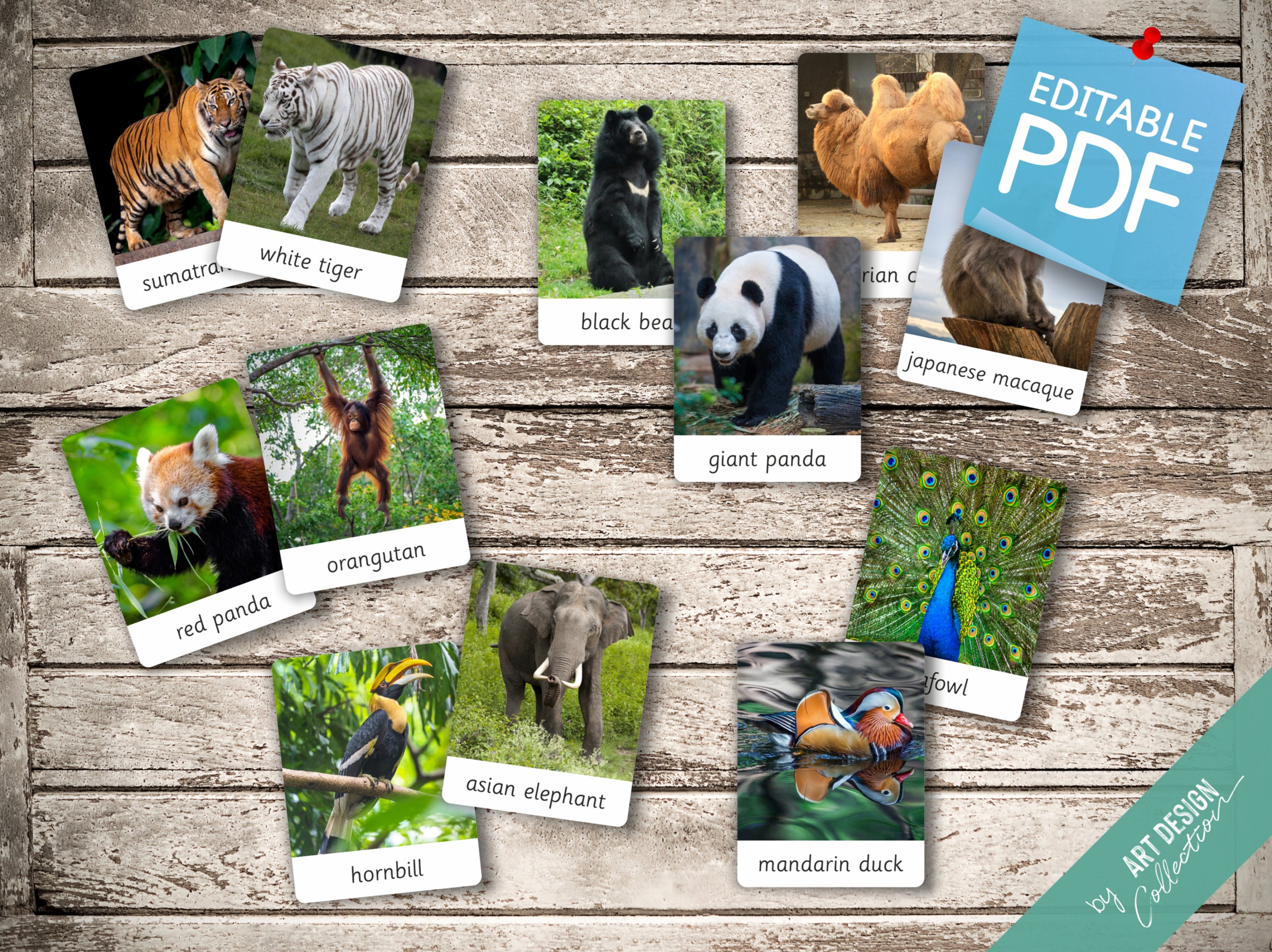 ASIA ANIMALS 32 Editable Montessori Cards Flash Cards | Etsy