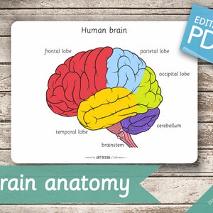 HUMAN BRAIN (brain Parts - Brain Functions) • 32 Editable Montessori ...