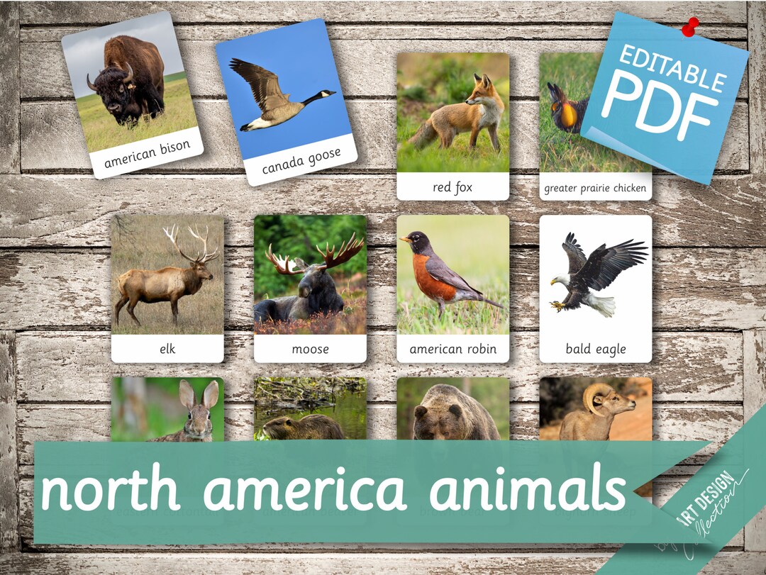 NORTH AMERICA ANIMALS 28 Editable Montessori Cards Flash Cards ...