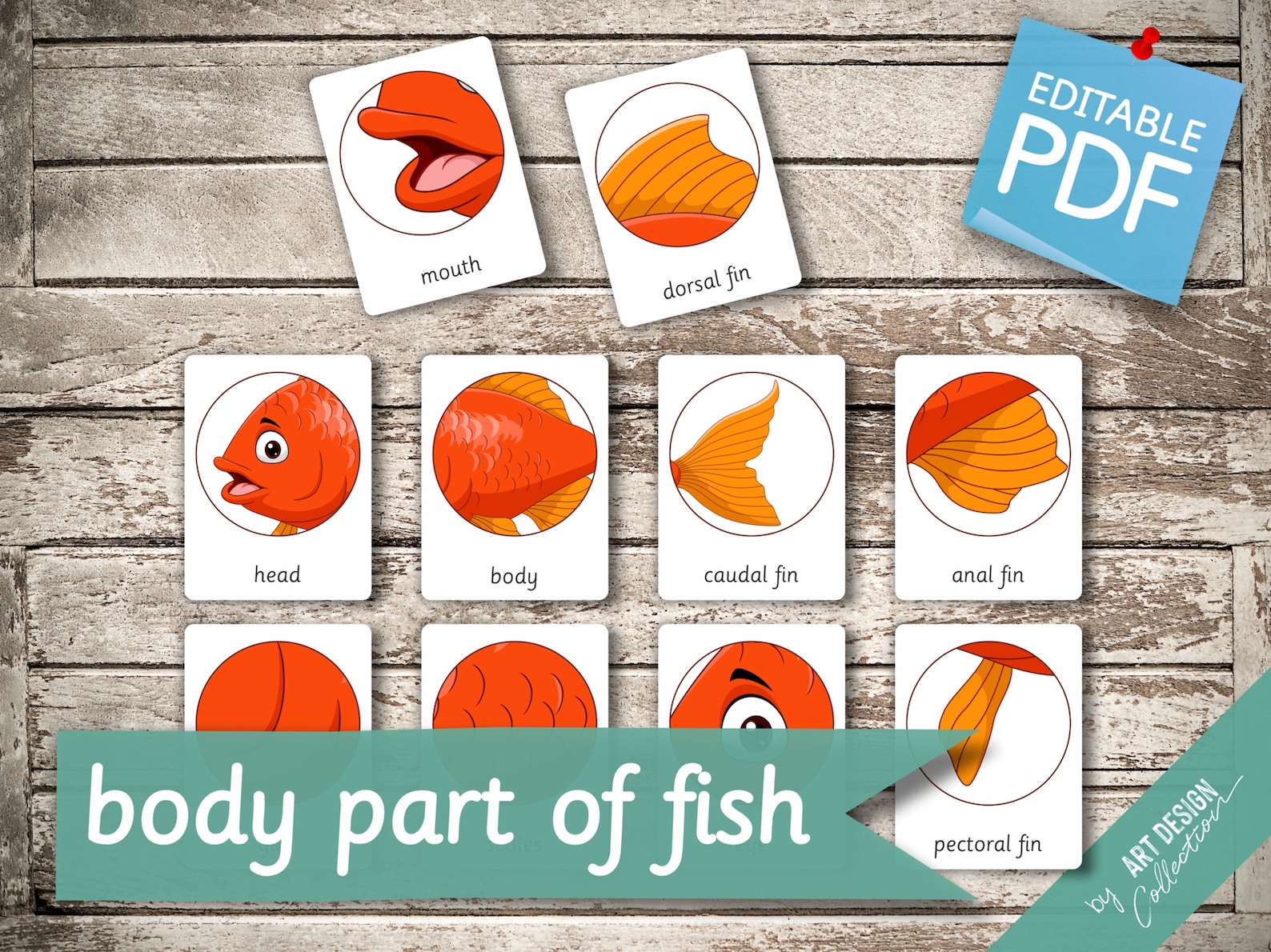 BODY PART of FISH 11 Montessori Cards Flash Cards - Etsy