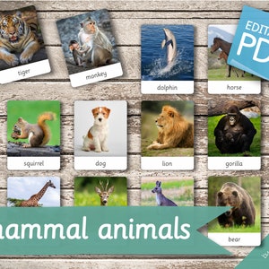 MAMMAL ANIMALS • 28 Editable Montessori Cards • Flash Cards ...