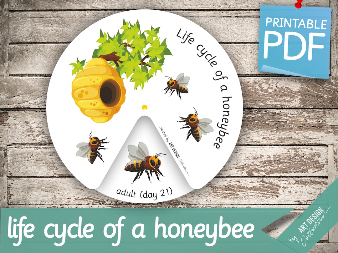 LIFE CYCLE of a HONEYBEE Wheel • Montessori Busy Book Activity ...