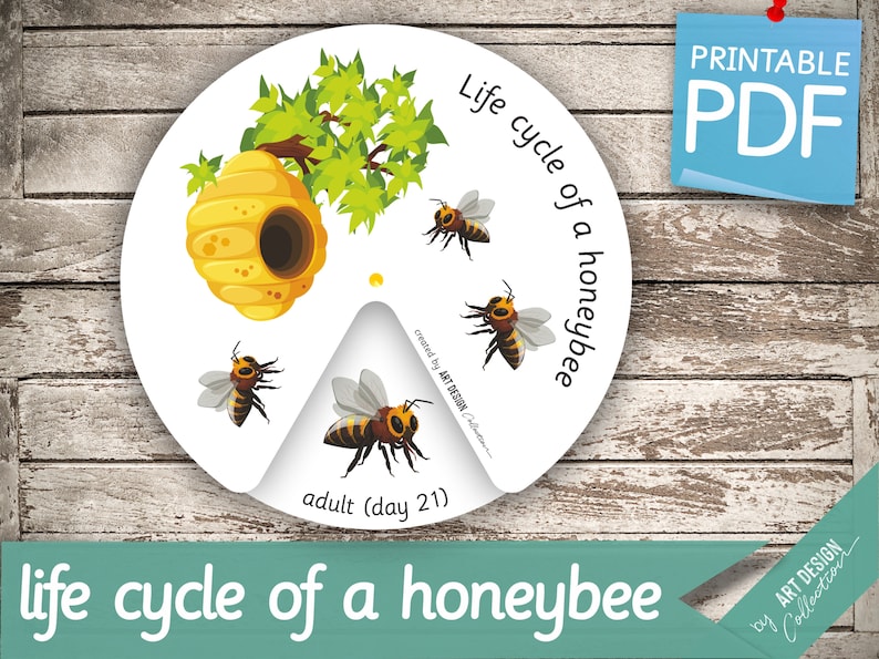LIFE CYCLE of a HONEYBEE Wheel Montessori Busy Book Activity - Etsy