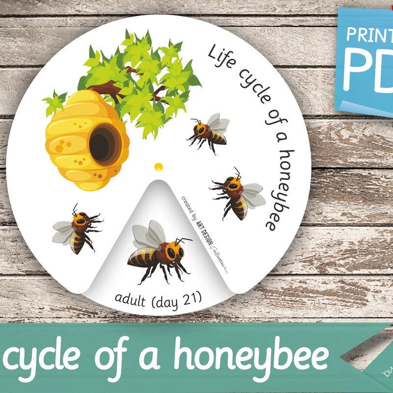 Life Cycle of a Honey Bee - Etsy