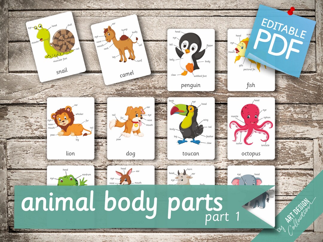 ANIMAL BODY PARTS part 1 104 Editable Montessori Cards Flash Cards ...