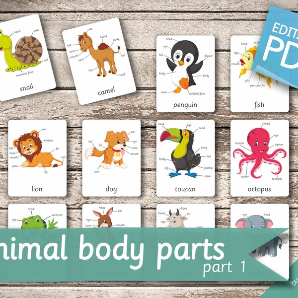 Body Parts Flash Cards - Etsy
