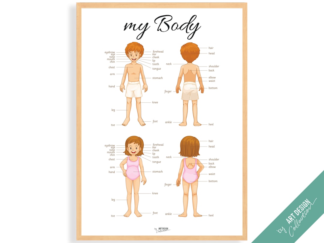 MY BODY POSTER Montessori Poster Montessori Educational Homeschooling ...
