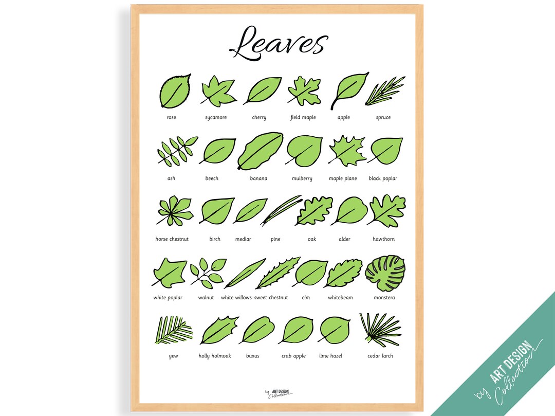 PLANT LEAVES POSTER Montessori Poster Montessori Educational ...