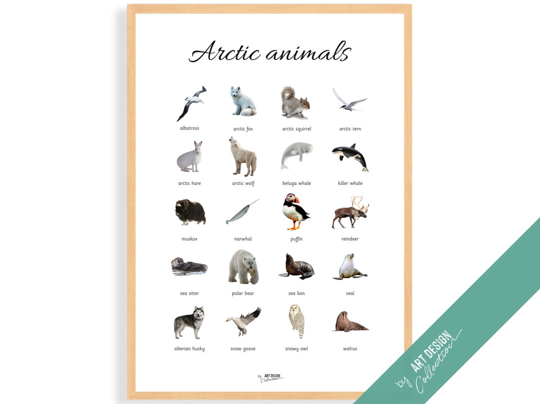 ARCTIC ANIMALS POSTER • Montessori Poster • Montessori Educational ...