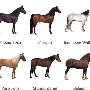 HORSES POSTER • Montessori Poster • Montessori Educational ...