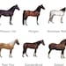 HORSES POSTER • Montessori Poster • Montessori Educational ...