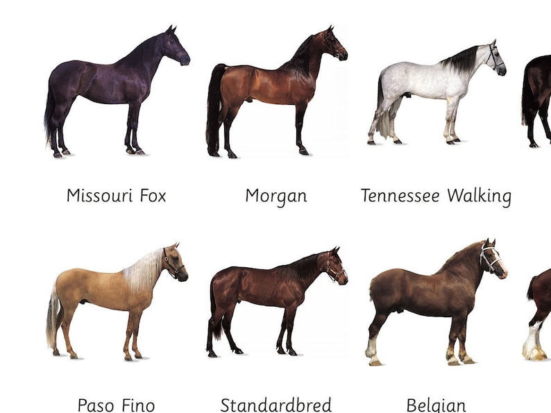 HORSES POSTER Montessori Poster Montessori Educational - Etsy