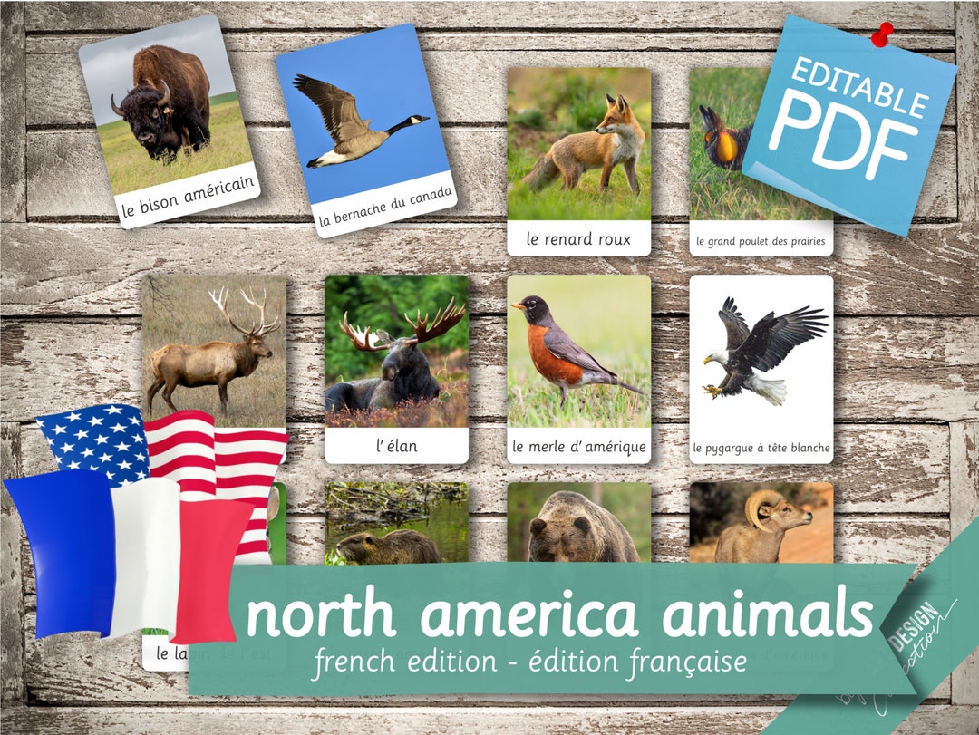 NORTH AMERICA ANIMALS French Edition • 28 French and 28 English ...