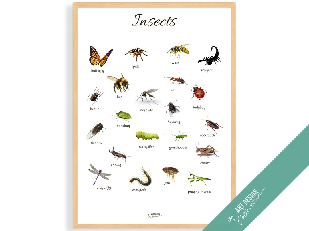INSECTS POSTER • Montessori Poster • Montessori Educational ...
