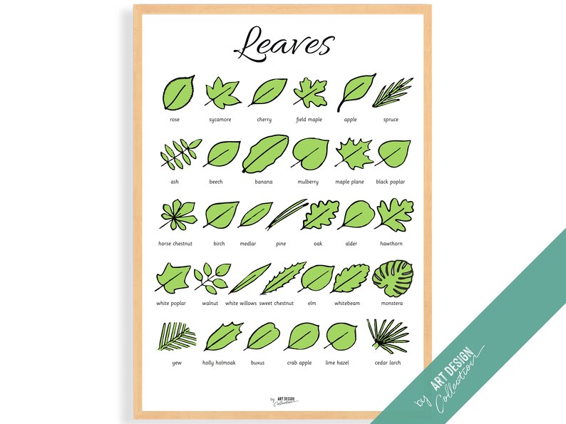 PLANT LEAVES POSTER • Montessori Poster • Montessori Educational ...