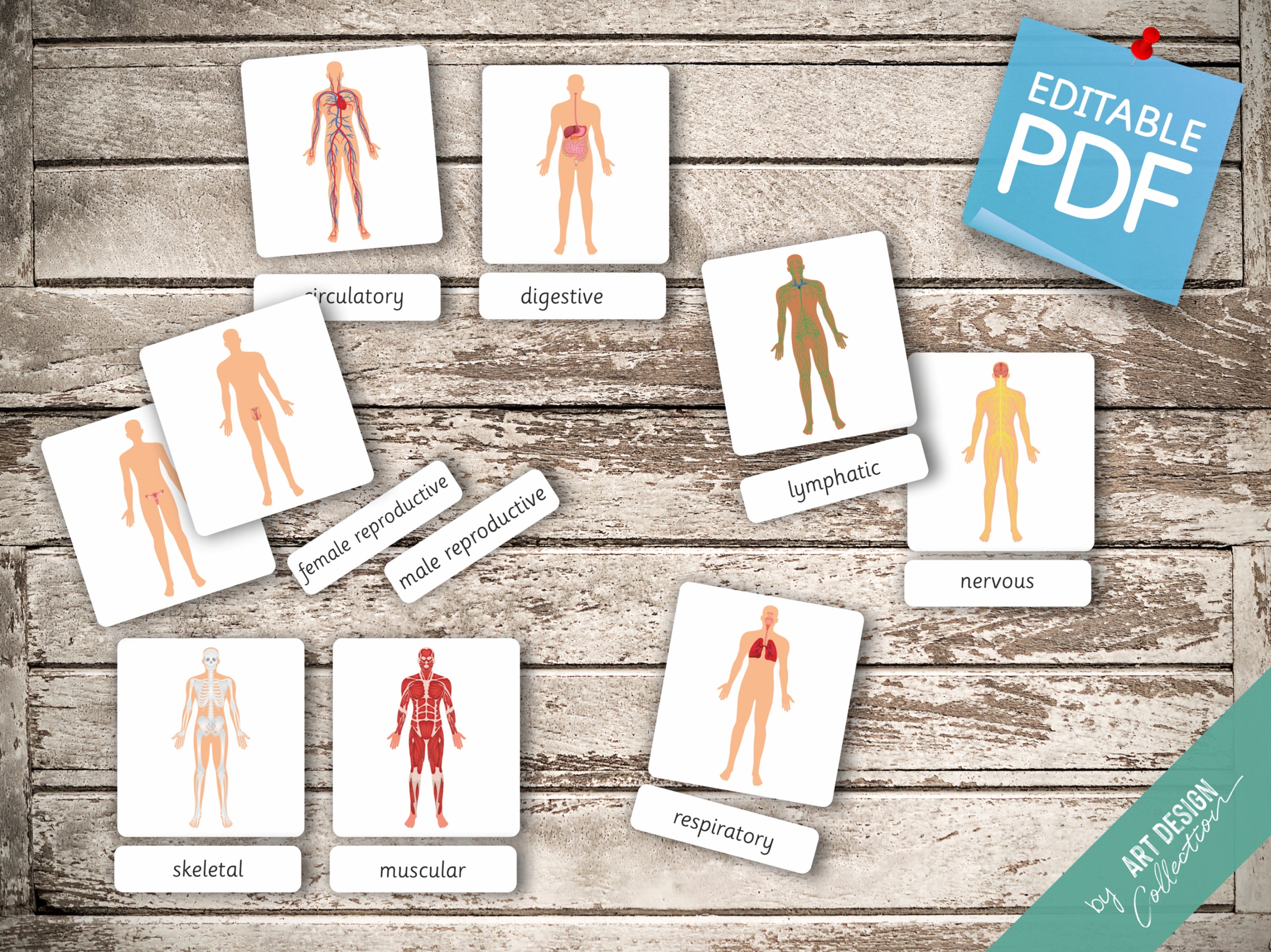 Human Body Organ System 14 Montessori Cards Flash Cards - Etsy Canada