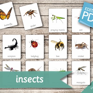 INSECTS FRENCH Edition • 22 French and 22 English Editable Montessori ...