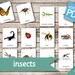 INSECTS FRENCH Edition 22 French and 22 English Editable - Etsy