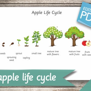 APPLE LIFE CYCLE • 10 Montessori Cards • Large Size A1 Flash Cards ...