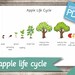 APPLE LIFE CYCLE 10 Montessori Cards Large Size A1 Flash Cards ...