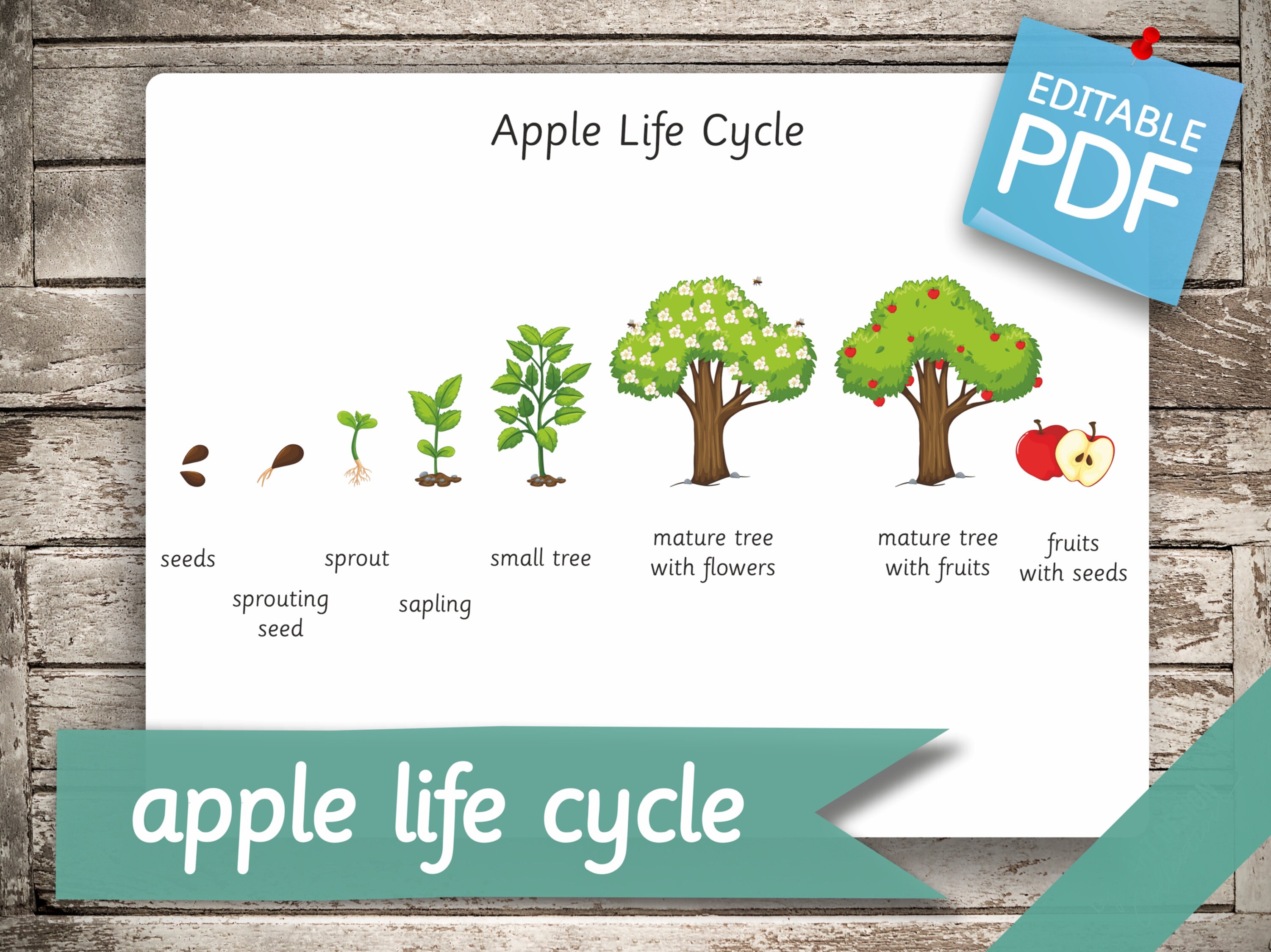 APPLE LIFE CYCLE 10 Montessori Cards Large Size A1 Flash - Etsy