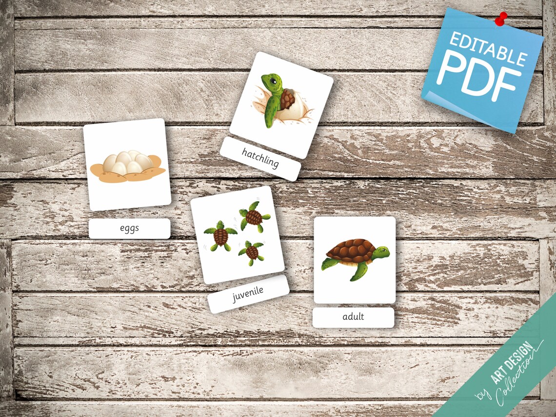 LIFE CYCLE of a TURTLE • 5 Montessori Cards • Flash Cards Nomenclature ...