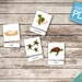 LIFE CYCLE of a TURTLE 5 Montessori Cards Flash Cards Nomenclature ...