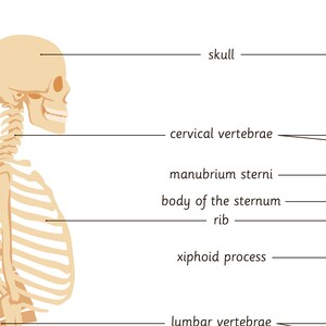 SKELETAL SYSTEM • Montessori Poster • Montessori Educational ...