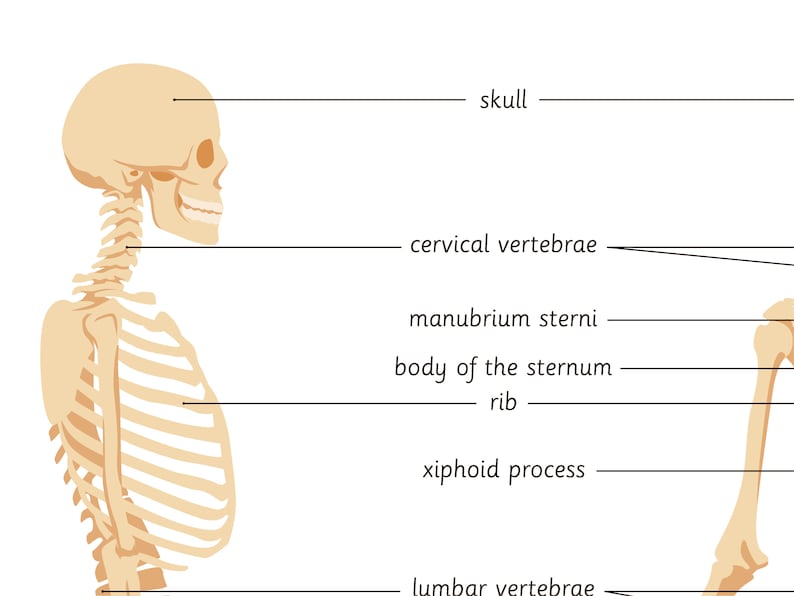 SKELETAL SYSTEM • Montessori Poster • Montessori Educational ...