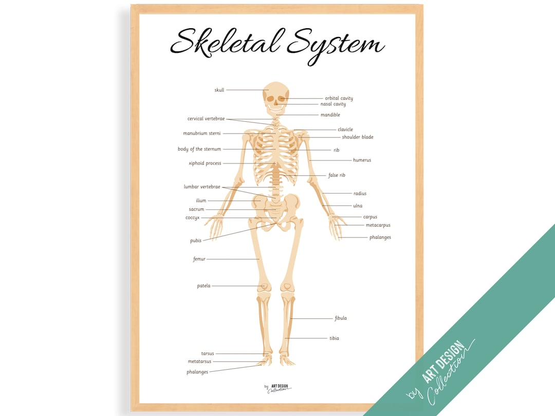 SKELETAL SYSTEM • Montessori Poster • Montessori Educational ...