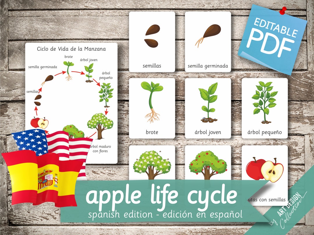 APPLE LIFE CYCLE Spanish Edition • 10 Spanish and 10 English Editable ...