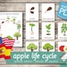 APPLE LIFE CYCLE Spanish Edition • 10 Spanish and 10 English Editable ...