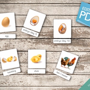 LIFE CYCLE of a CHICKEN • 7 Montessori Cards • Flash Cards Nomenclature ...