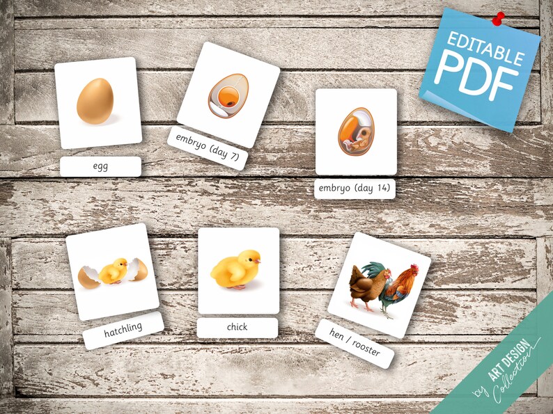 LIFE CYCLE of a CHICKEN 7 Montessori Cards Flash Cards - Etsy