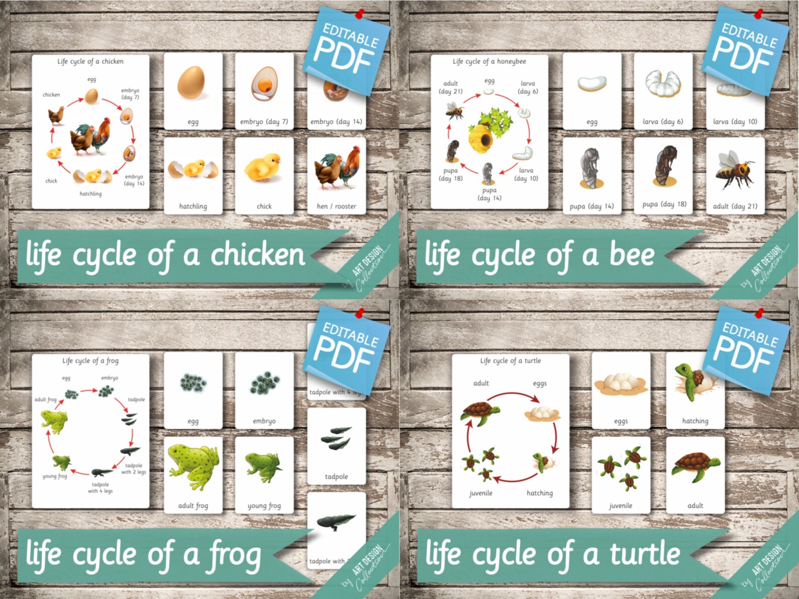 LIFE CYCLE BUNDLE 12 Life Cycles Montessori Cards Flash - Etsy Canada