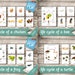 LIFE CYCLE BUNDLE 12 Life Cycles Montessori Cards Flash - Etsy