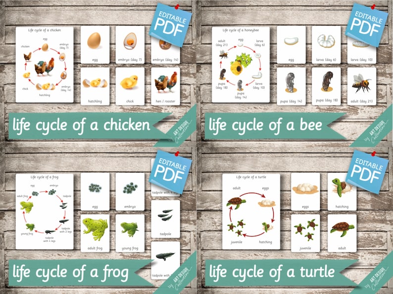 LIFE CYCLE BUNDLE 12 Life Cycles Montessori Cards Flash - Etsy